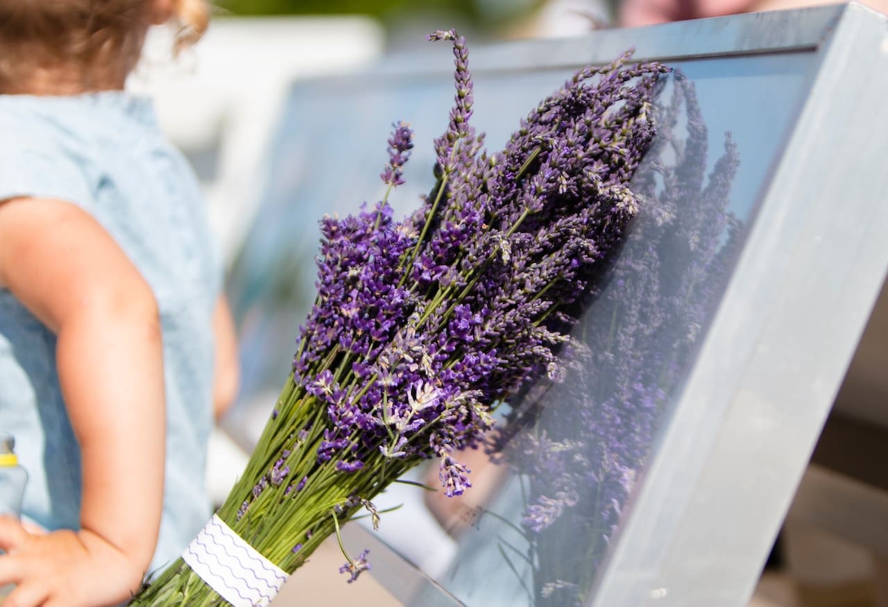 A weekend in bloom: Michigan Lavender Festival returns with scent ...