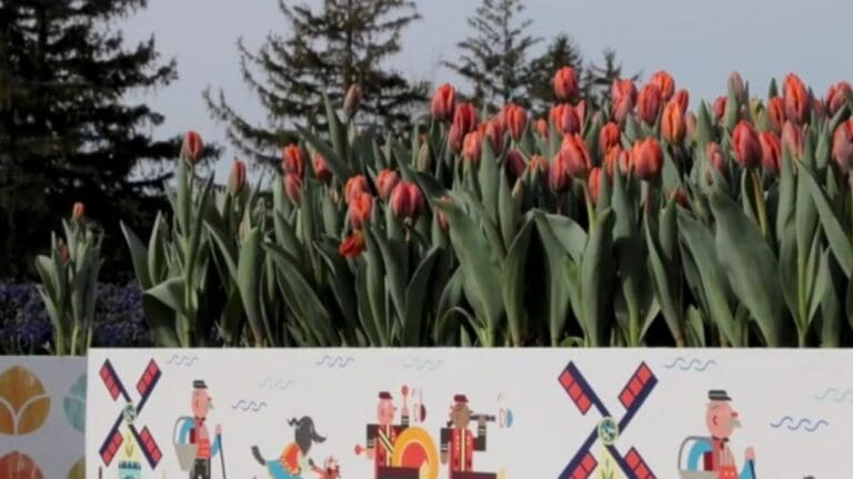 Holland Tulip Time 2026: A guide to beloved west Michigan festival ...